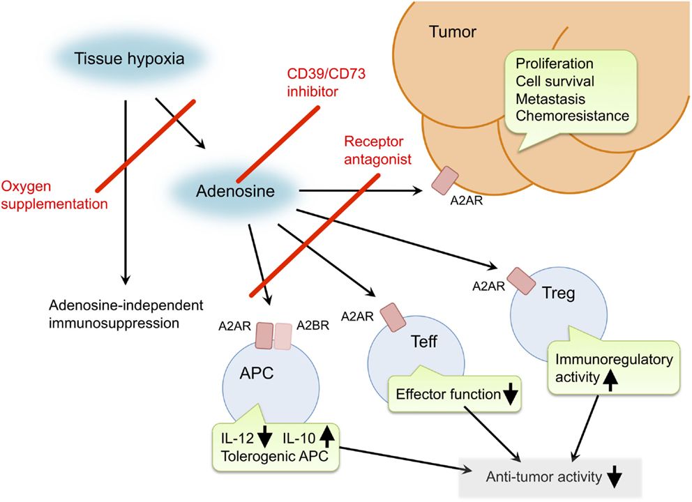 adenosine signalling