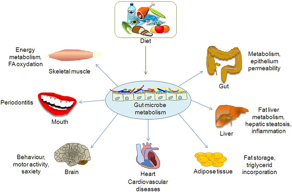 human gut microbiota database
