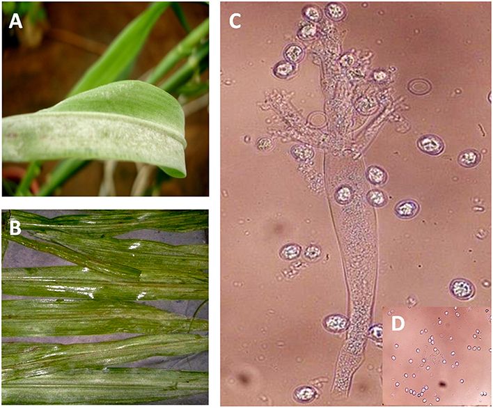 downy mildew microscope