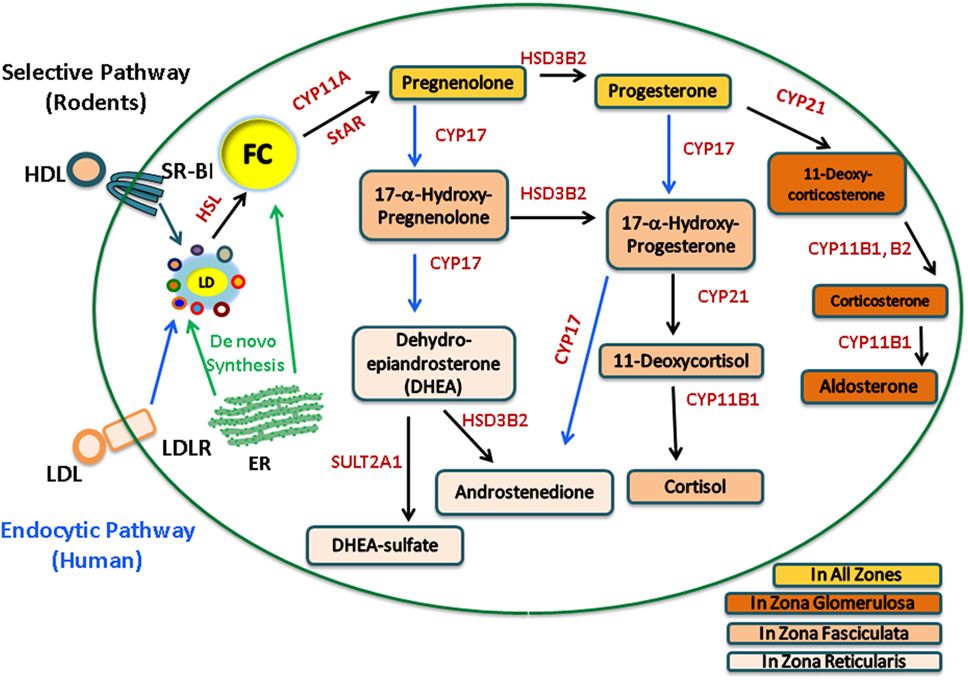 cortisol pathway steps