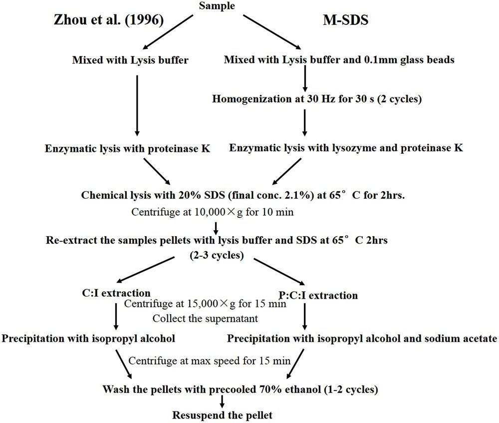 lysis buffer sds