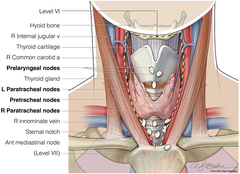 lymph nodes neck levels