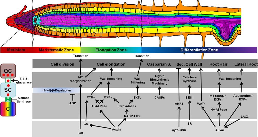 root cell diagram