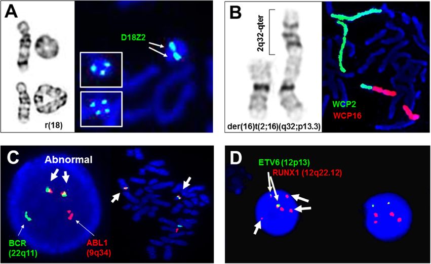fish technique chromosomes