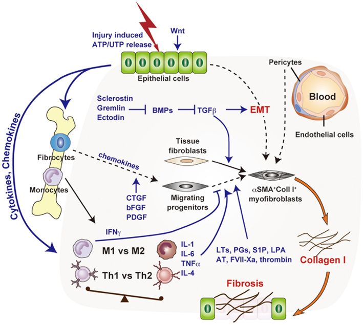molecular inflammation