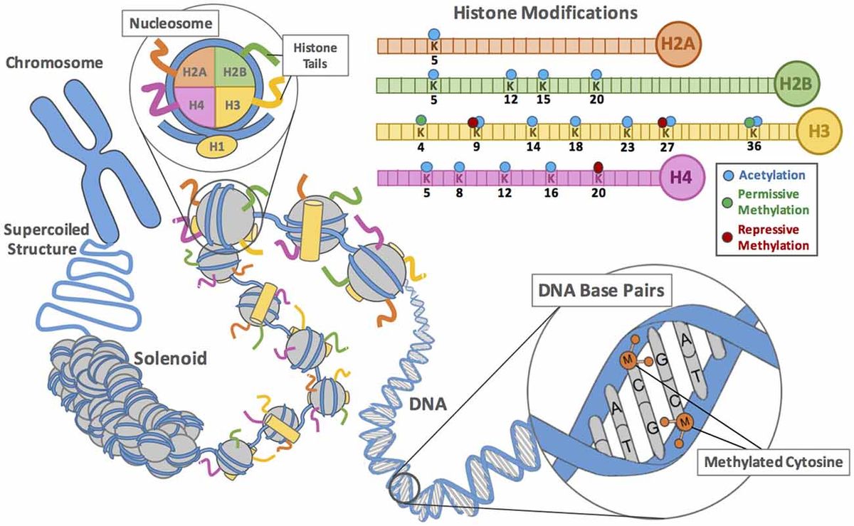 how does chromatin structure affect gene expression