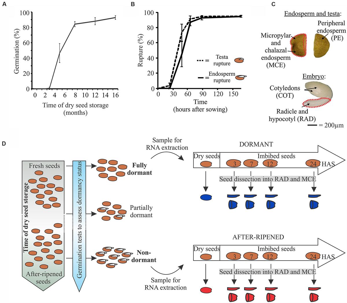 seed germination time