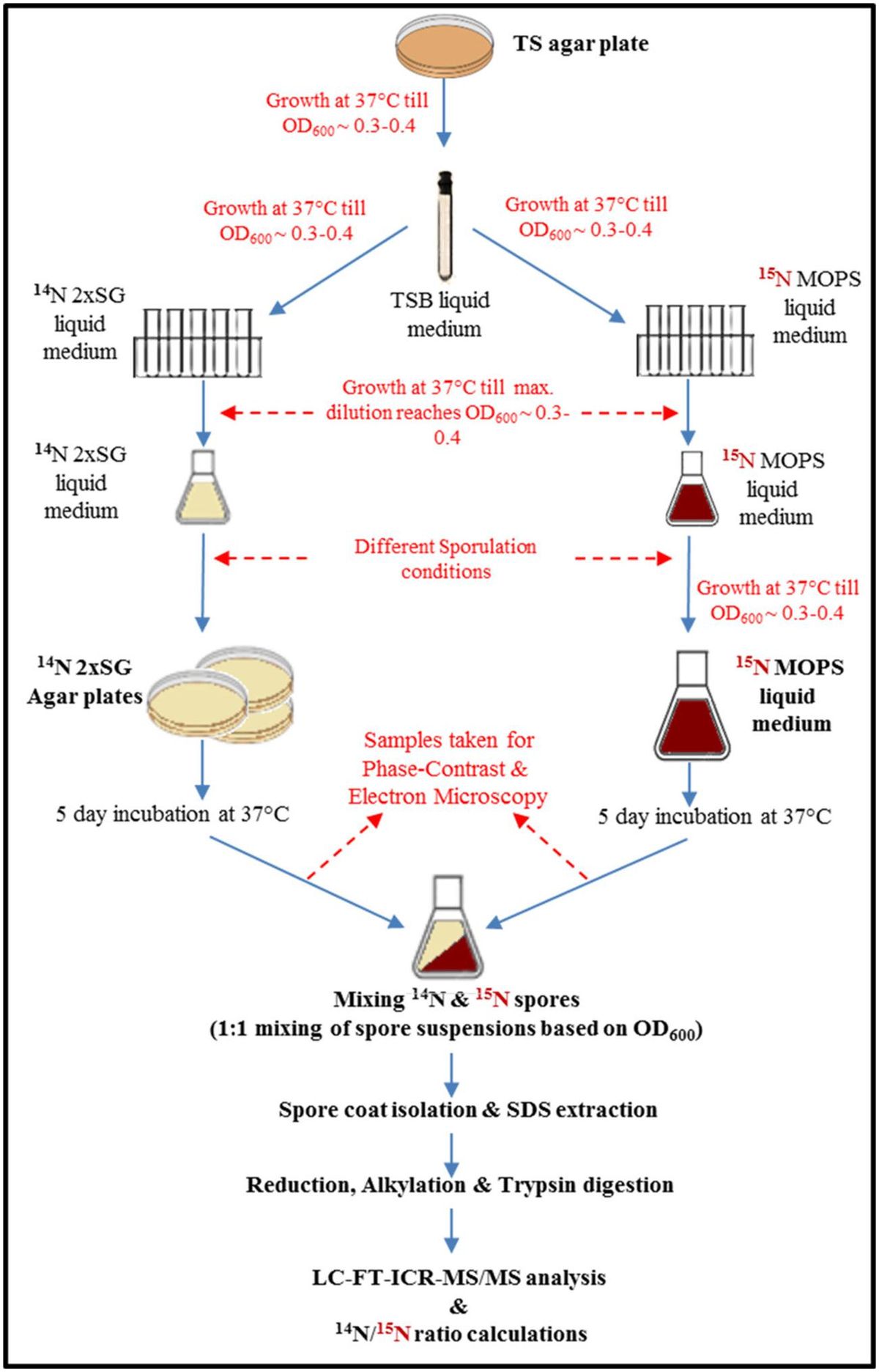 lycopodium spore method procedure