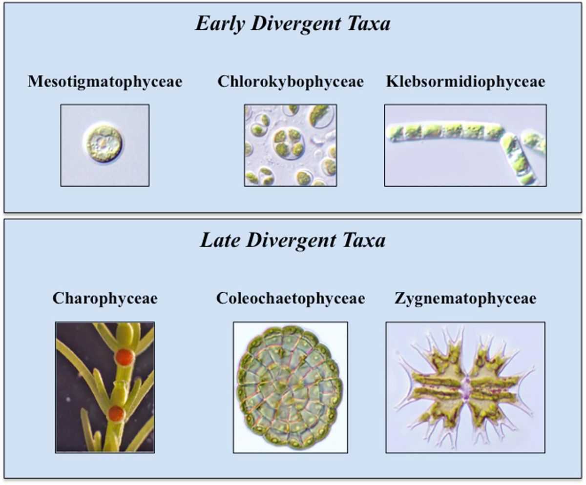 phylum chrysophyta examples