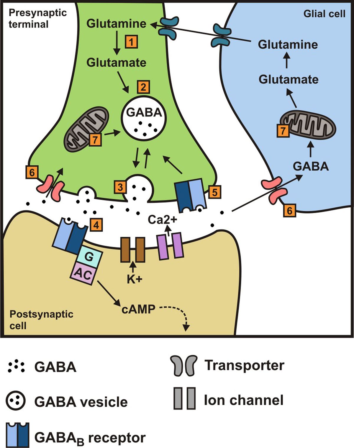 gaba receptors function