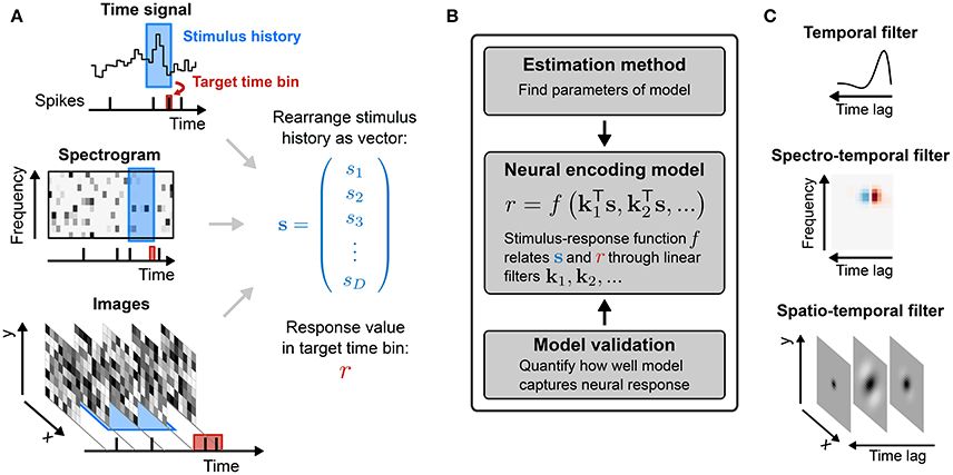 stimulus and response generalization examples