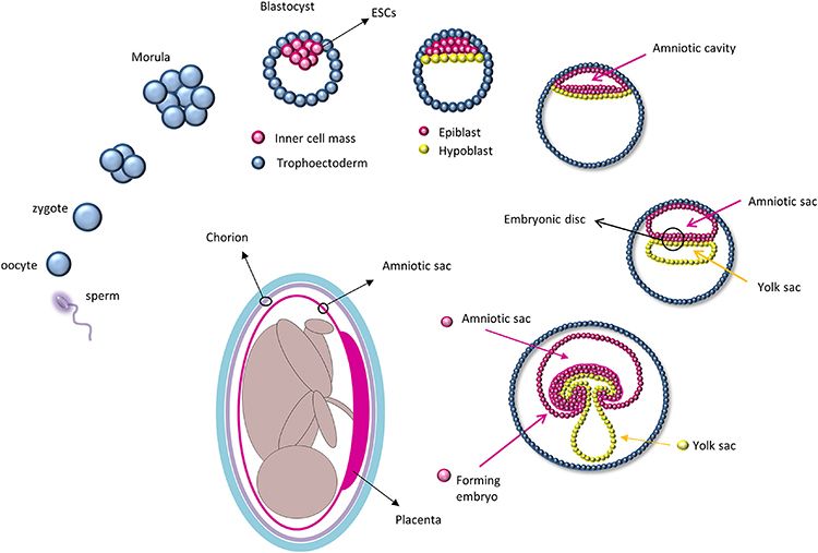 human amniotic epithelial cells