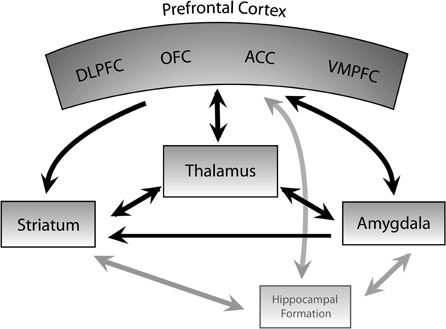 cingulate cortex ocd