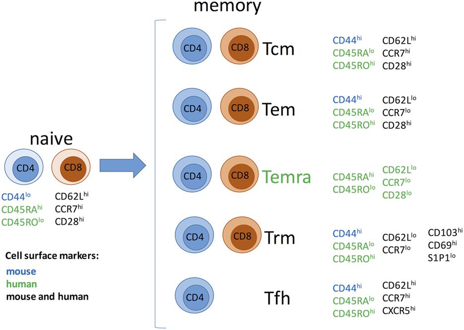 memory t cells function