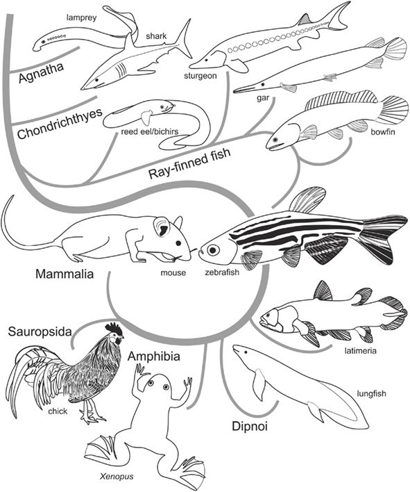 diencephalon function in fish