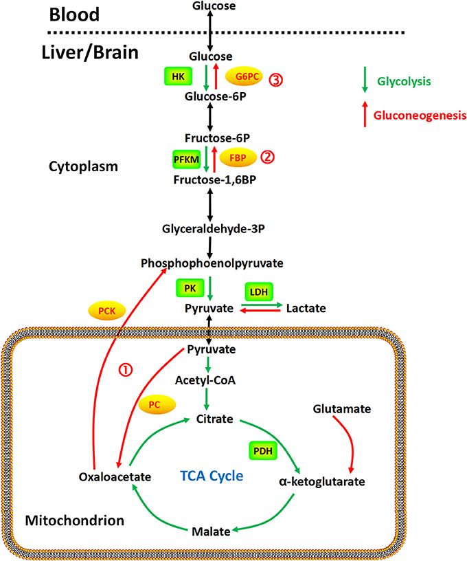 gluconeogenesis process