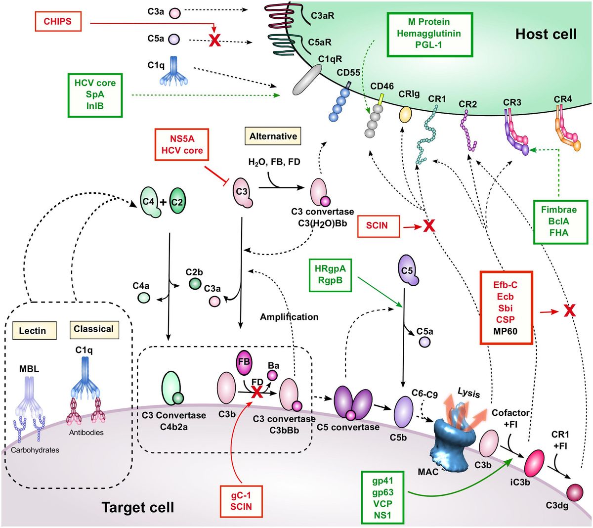 complement pathway innate immunity