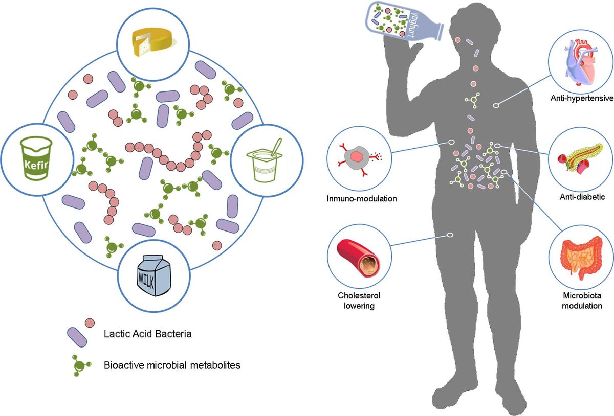 lactic acid fermentation process in yogurt