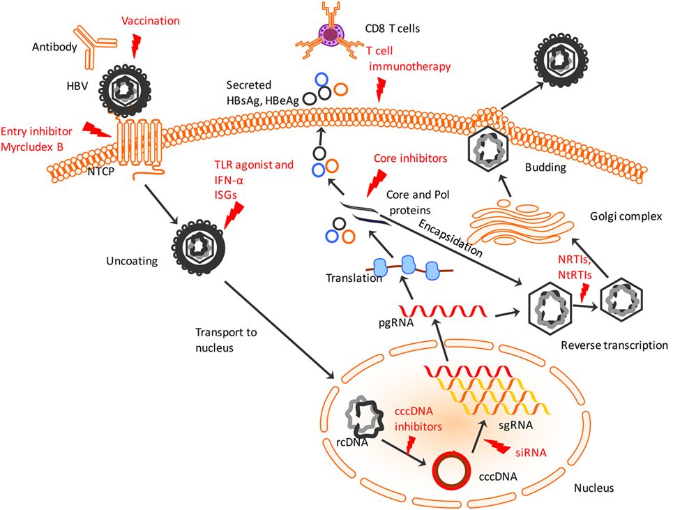hepatitis b structure and function