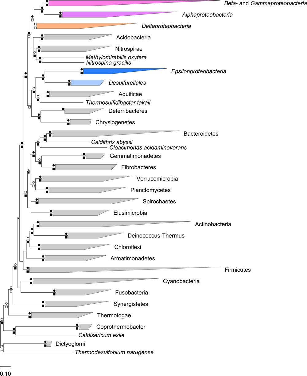 epsilonproteobacteria examples