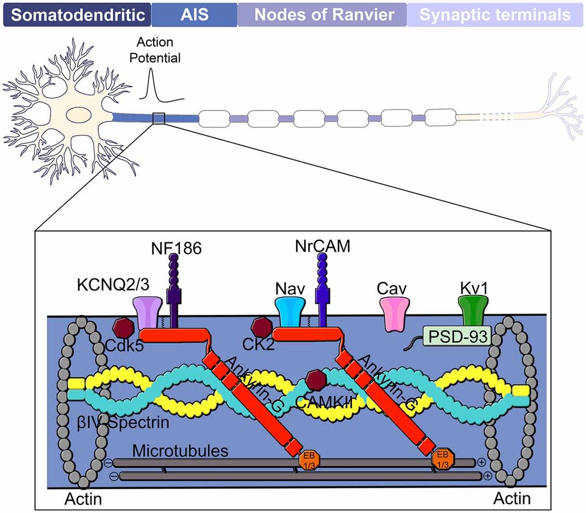 node of ranvier function