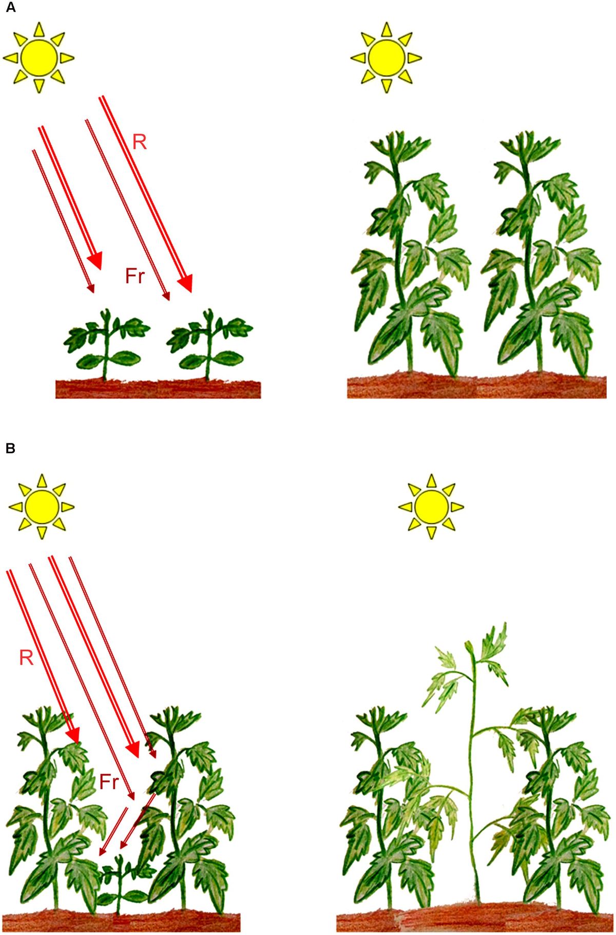 phototropism examples