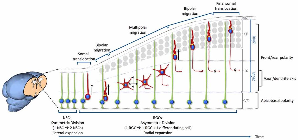 multipolar neuron abundance