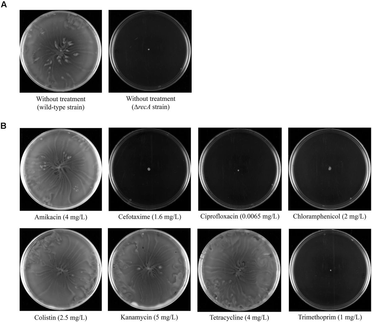 swarming bacteria examples