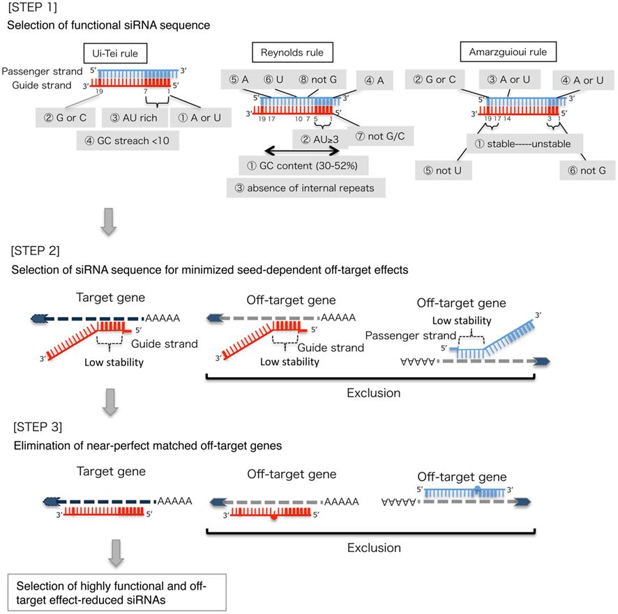 sirna structure and function