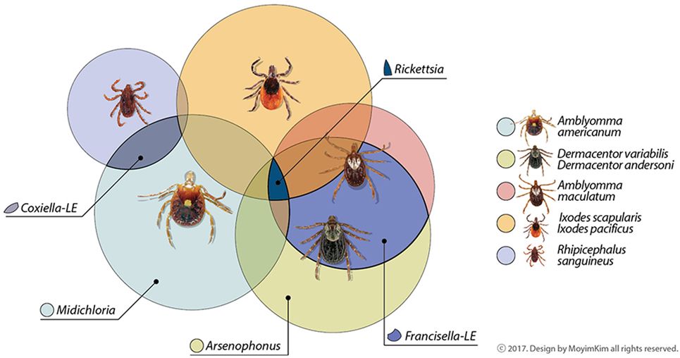 ixodes pacificus hosts