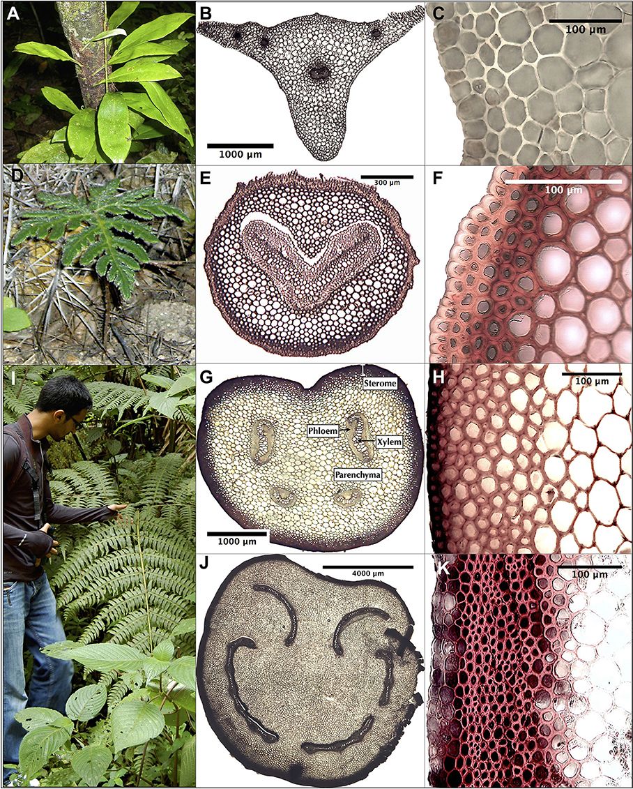 petiole cross section