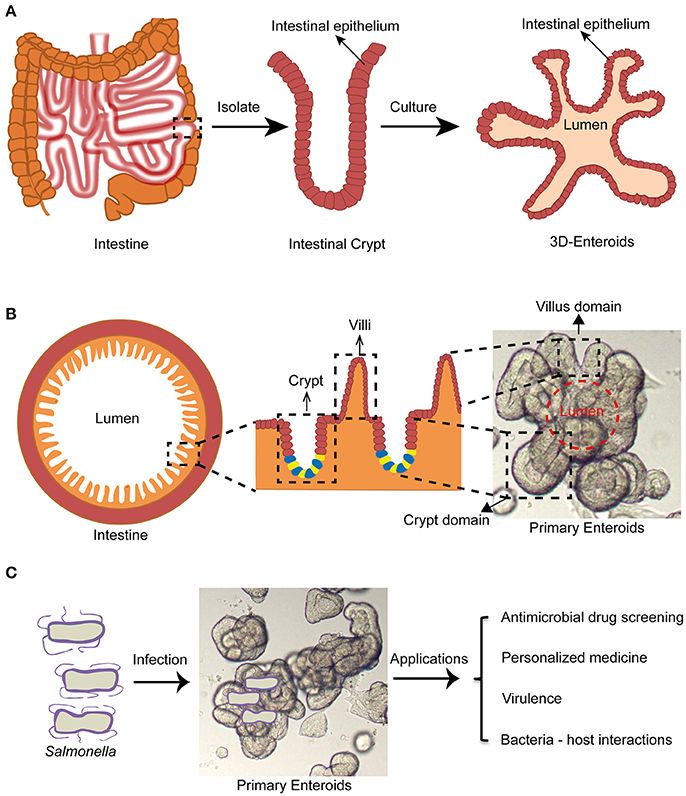 salmonella typhi structure