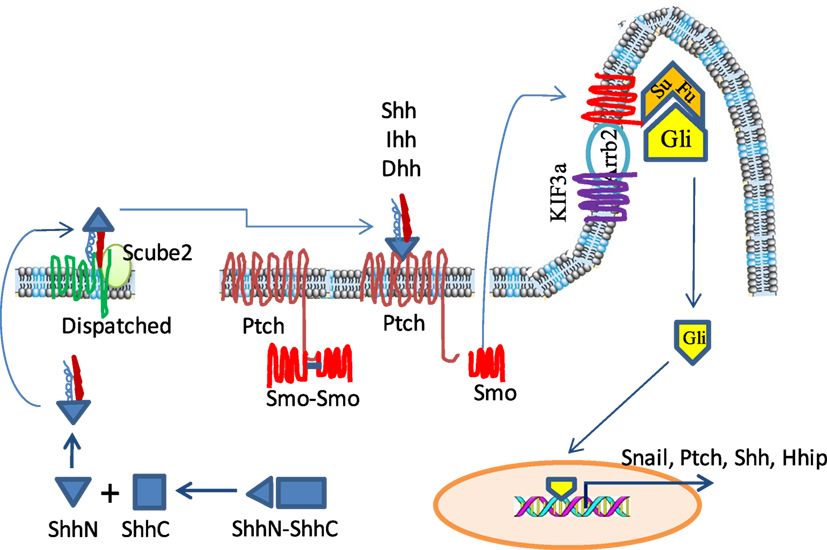 sonic hedgehog protein function