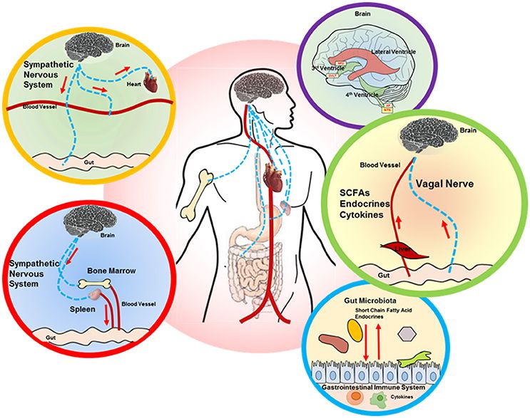 nervous system cycle