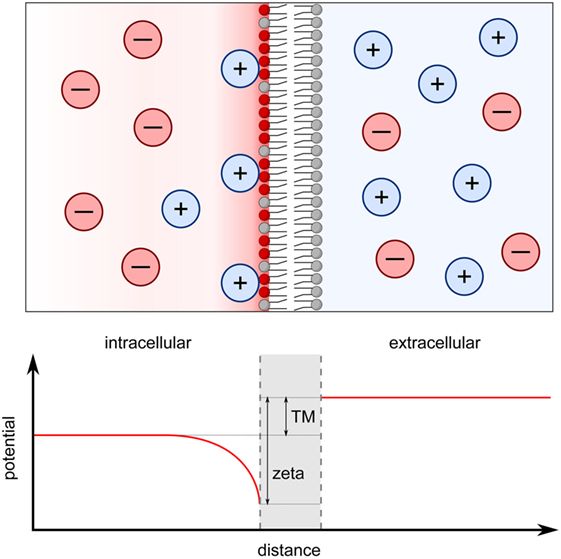 cell membrane potential