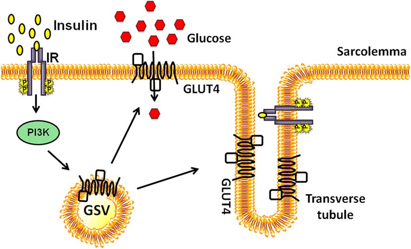how does exercise increase glut4