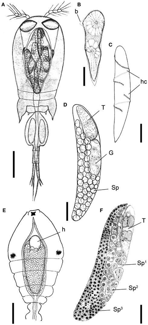 copepod anatomy
