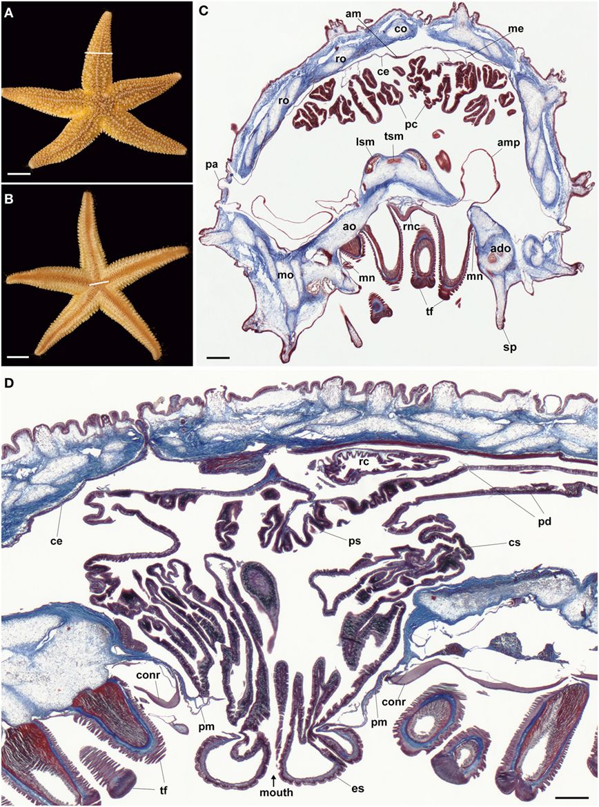 starfish arm function