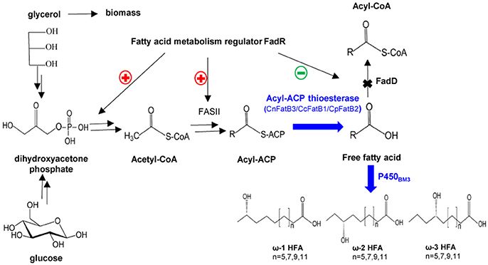 thioesterase
