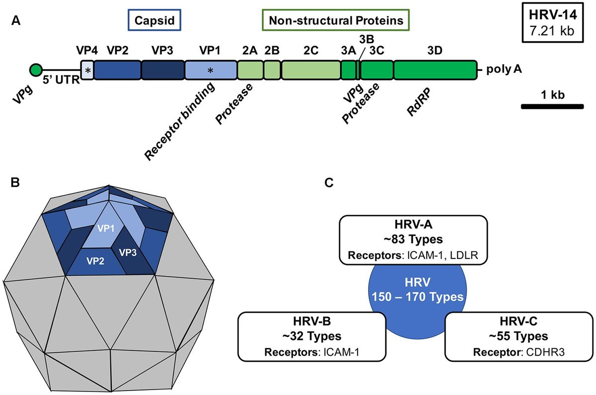 rhinovirus cell structure