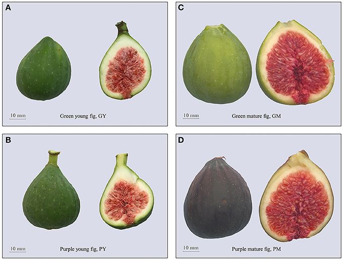 fig fruit size chart