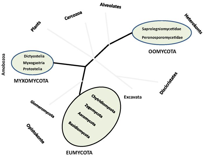 chytridiomycota structure