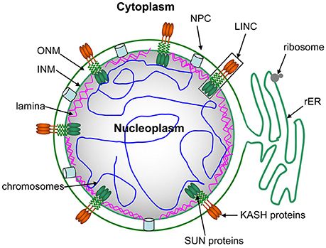 nuclear membrane