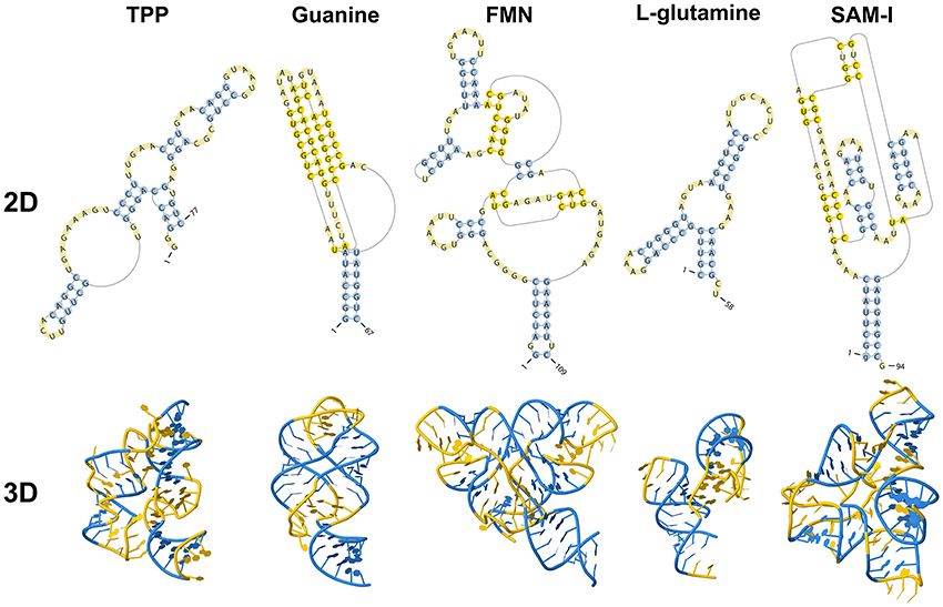 rna structure prediction