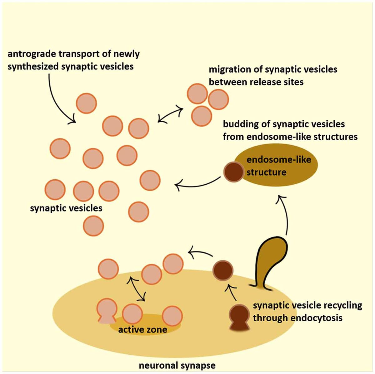 neuron vesicles