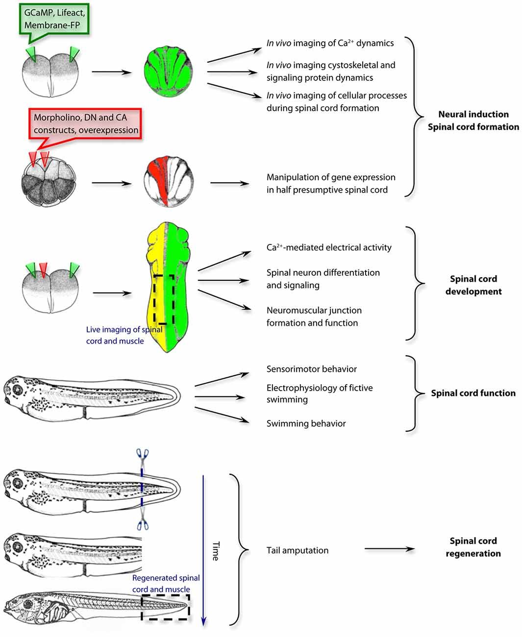 xenopus egg development