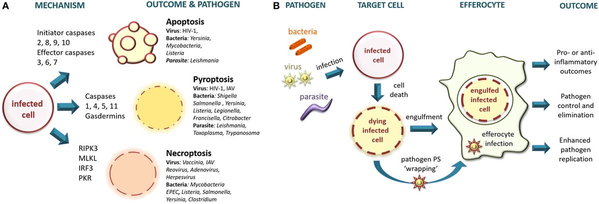 phagocytes engulf pathogens