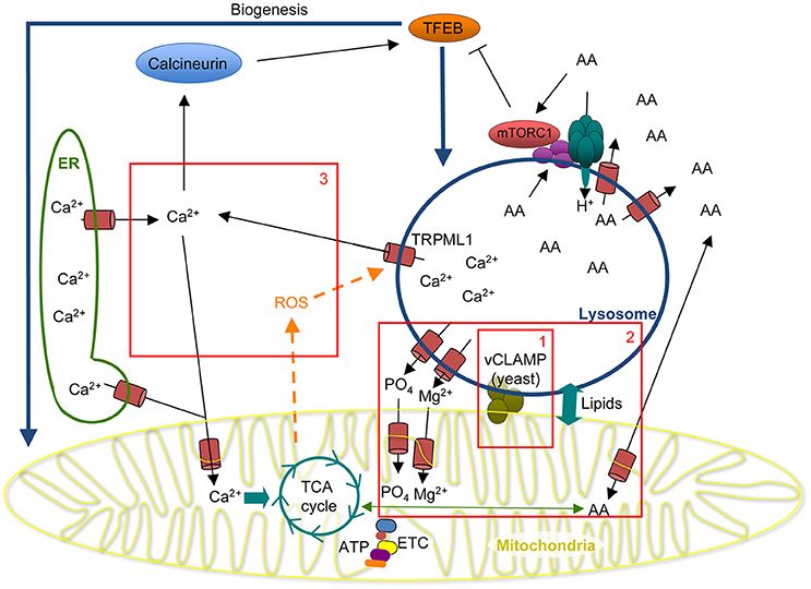lysosomes structure features