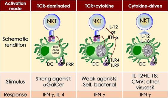 killer t cells function