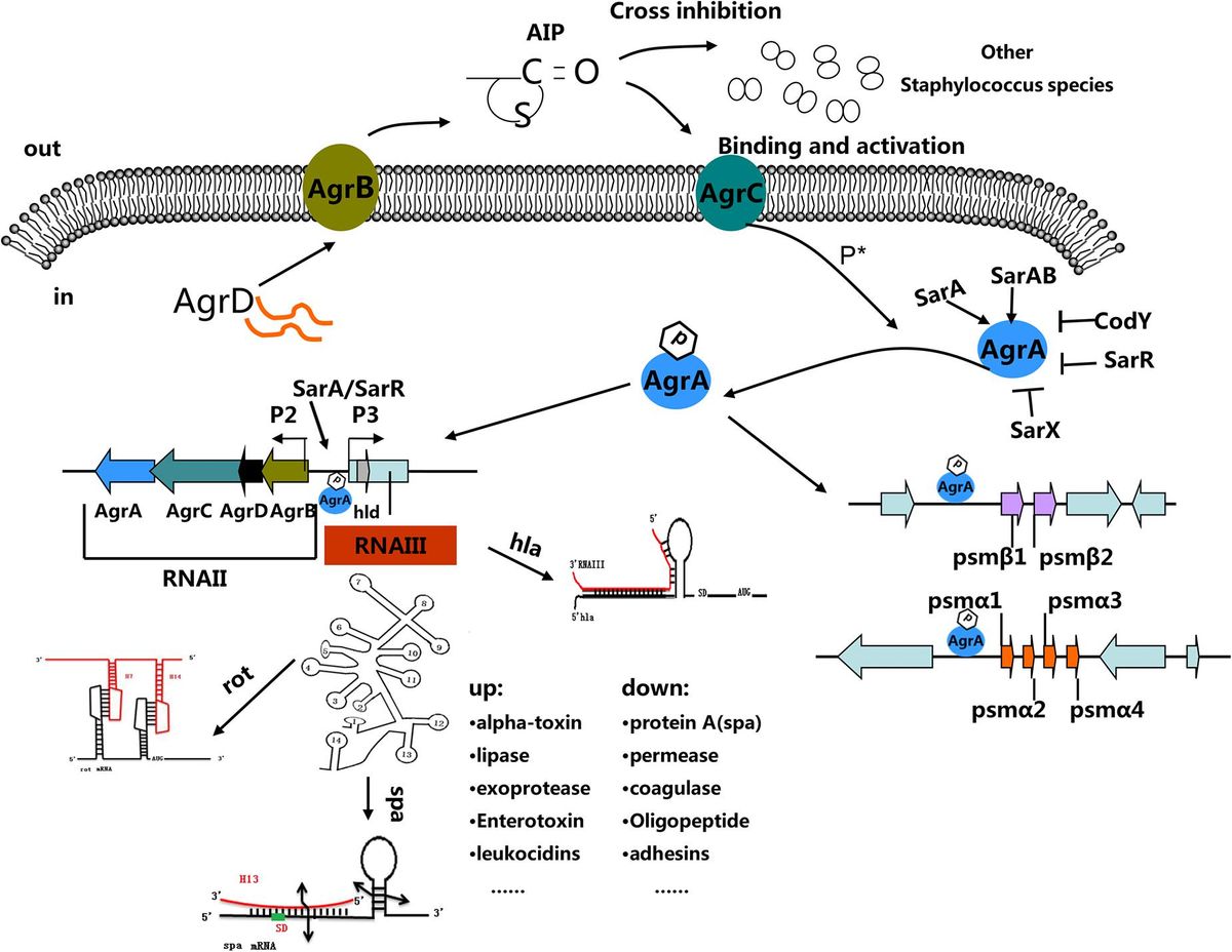 staphylococcus aureus structure and function
